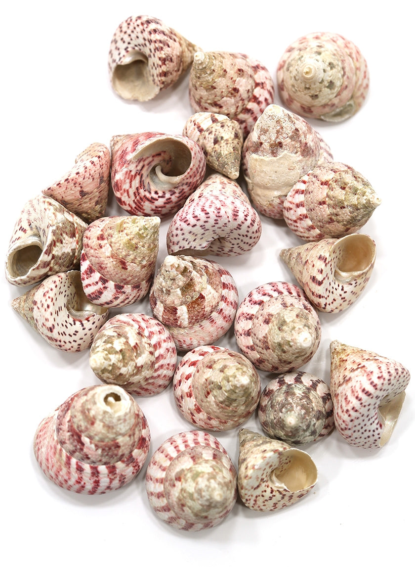 Wholesale Decorative Sea Shells & Ornamental Shells – Jamali Garden