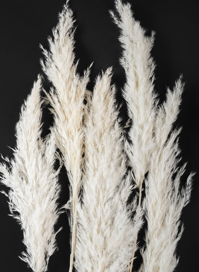 30in Long Bleached Pampas Grass Bunch – Jamali Garden