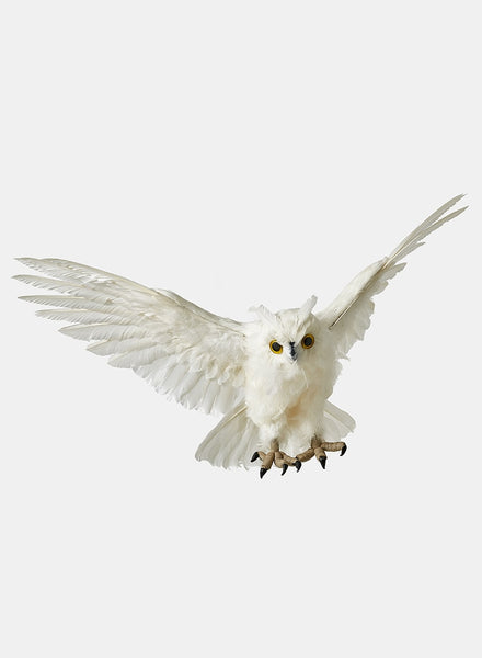 white owls flying